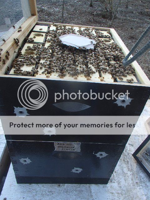 The quality of queens raised from emergency cells? | Beesource Beekeeping Forums